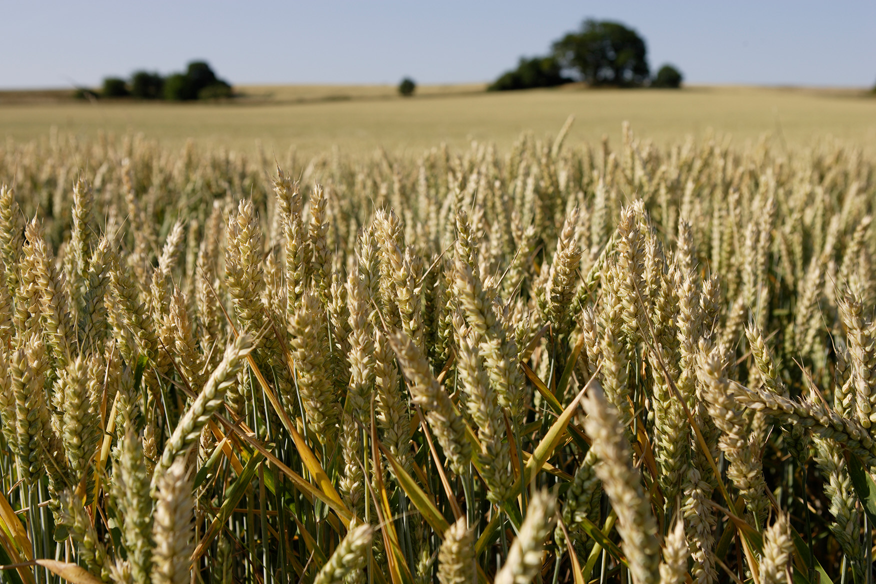 Korn- og råvaremarkedet | Bliv klogere her | Danish Agro