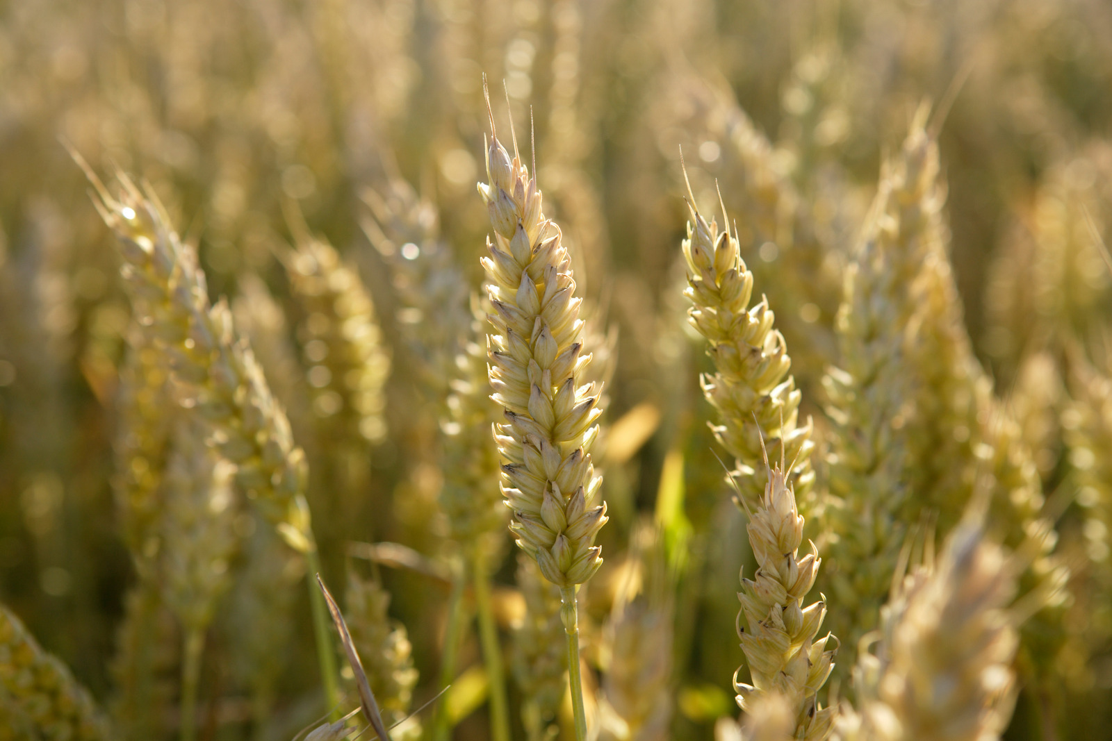 Planteværn | Stort udvalg til alle afgrødetyper | Danish Agro